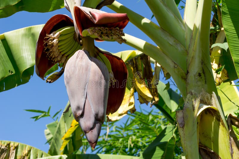 Early banana blossom stock image. Image of fresh, vegetable - 62326905