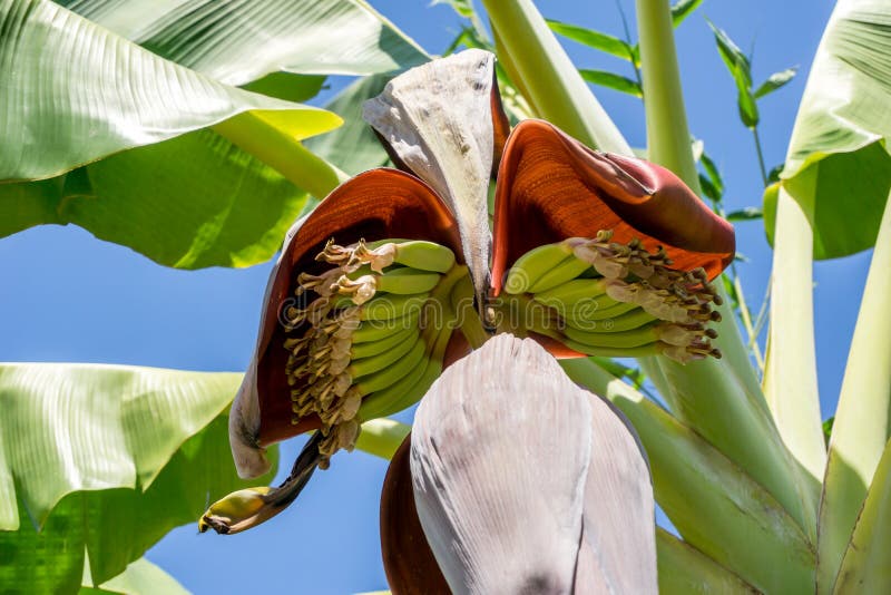 Early banana blossom stock image. Image of fresh, vegetable - 62326905