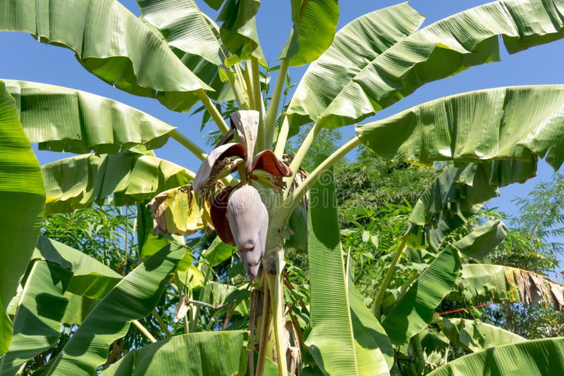 Early banana blossom stock photo. Image of agriculture - 62326906