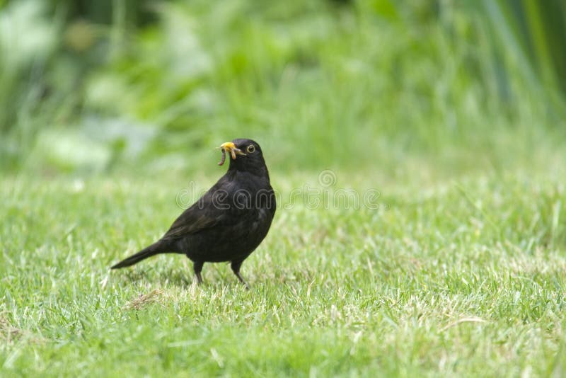 Early Bird Catches the Worm Stock Image - Image of catch, animal: 2415559