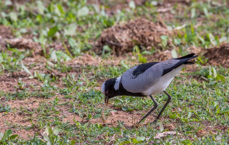 Early Bird Catches the Worm Stock Image - Image of adventure, grass ...