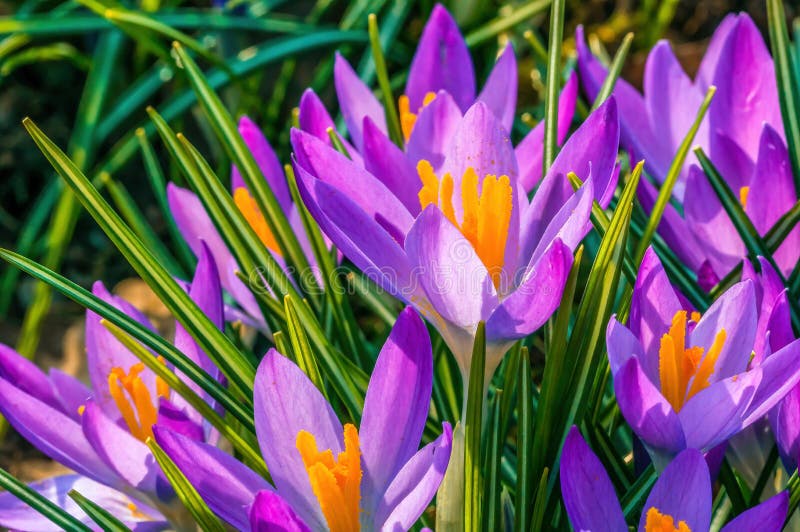 Early Bloomers in the Spring Garden Stock Photo - Image of macro, green ...