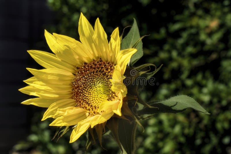Early Blooming Sunflower stock photo. Image of blooming - 248297350