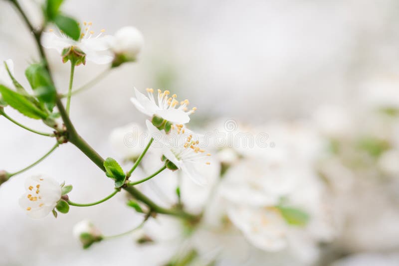 Early blossom of cherry stock image. Image of garden - 31274653