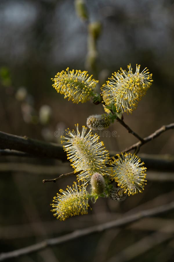 Early Willow Blossoms in Spring Stock Photo - Image of beautiful ...
