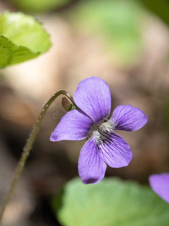Early Blue Violet - Viola Adunca Stock Image - Image of blue, early ...