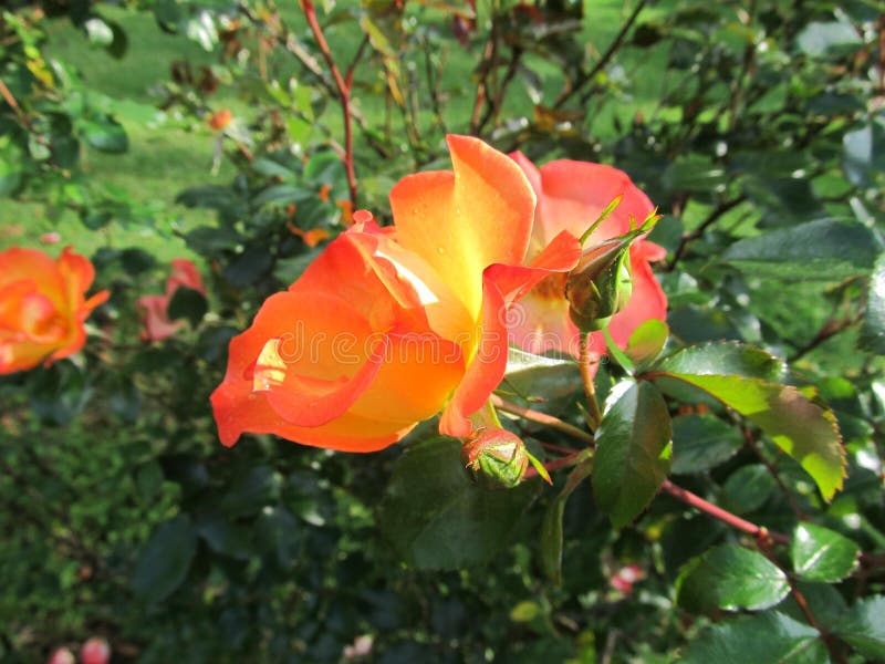 Bright red roses stock image. Image of season, petal - 115181777