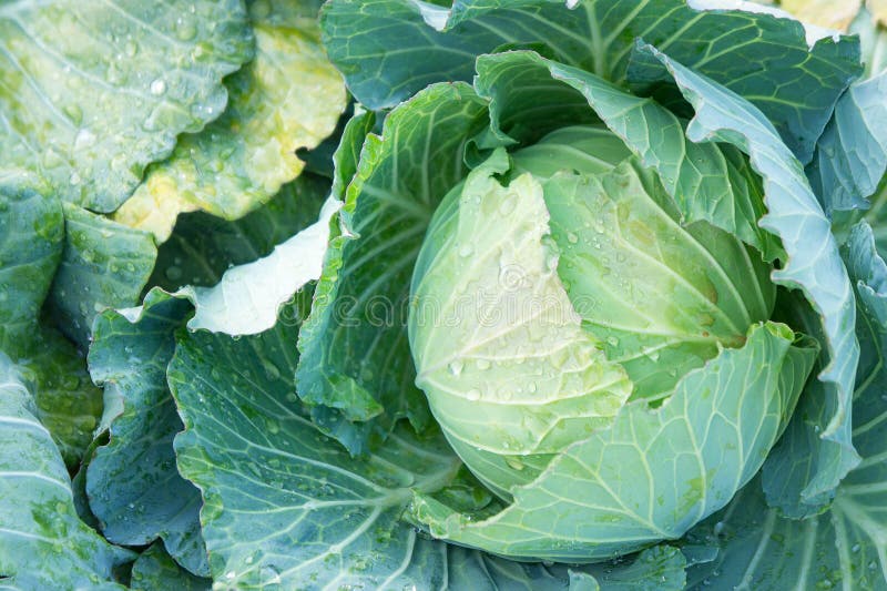 Early Cabbage in the Garden Stock Photo - Image of delicious, leafy ...