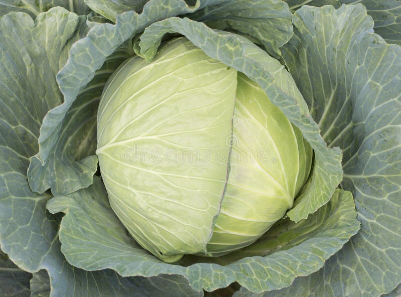 Early cabbage. stock image. Image of close, fresh, vegetarian - 83746963