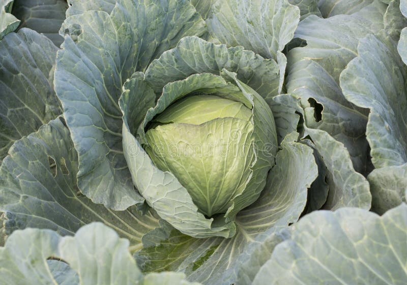 Early cabbage. stock photo. Image of textured, freshness - 83747086