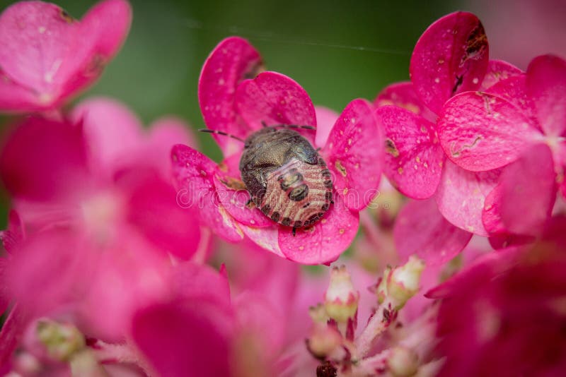 Brown Bug on a Cold Morning Stock Image - Image of plant, branch: 228697555