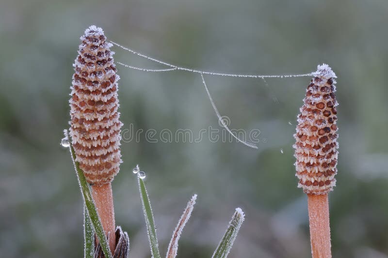Early Cold Spring Morning Frost on Flower Stock Image - Image of ...