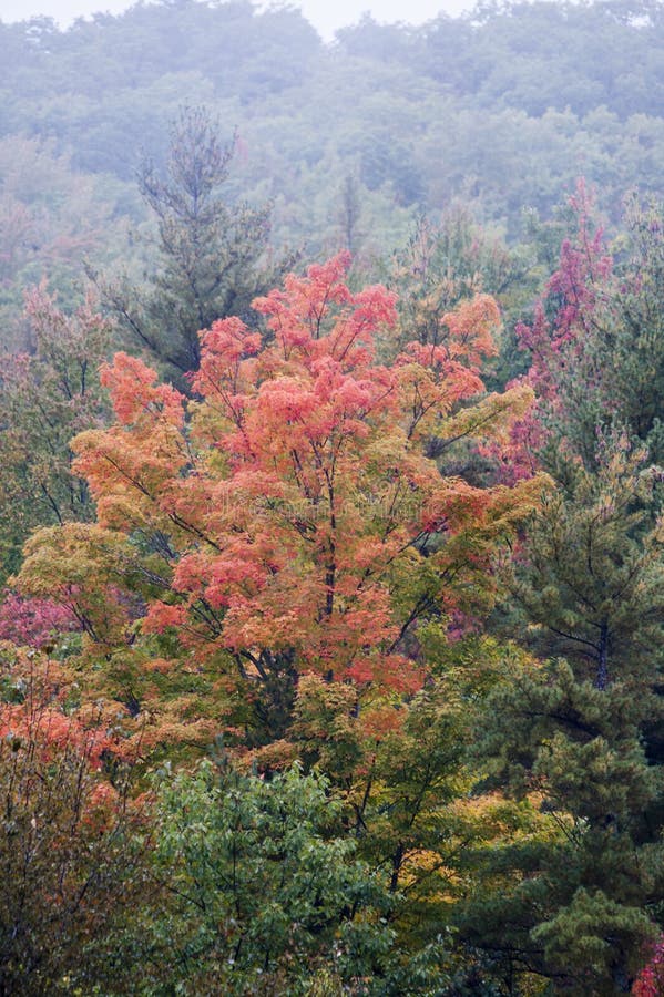 Early color change stock photo. Image of mist, tree, autumn - 54317562