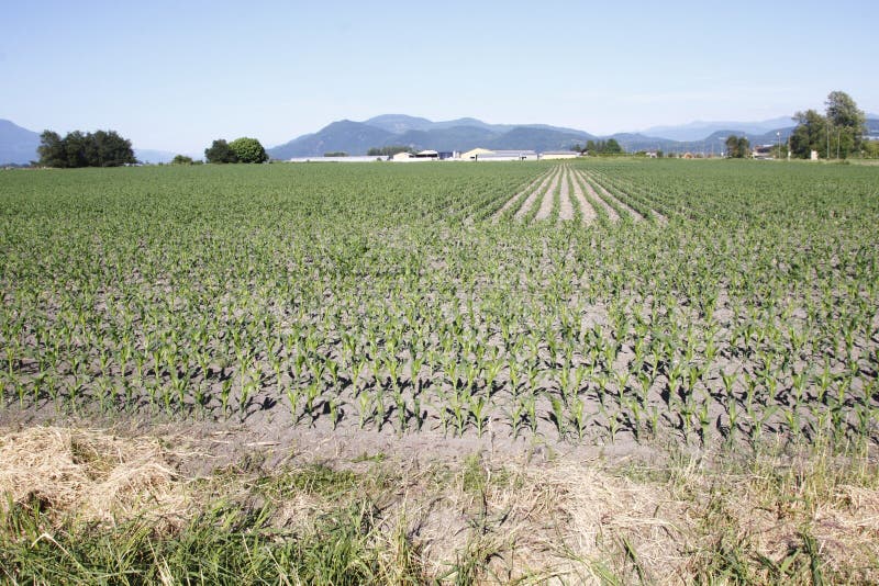 Early Corn Field stock image. Image of rows, crop, field - 42009453