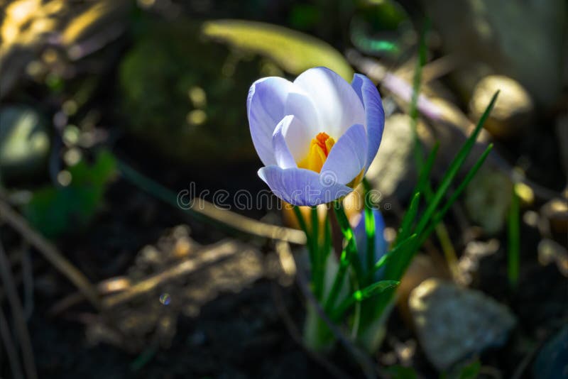Early Crocus Blue Pearl on Natural Background with Stones Stock Photo ...