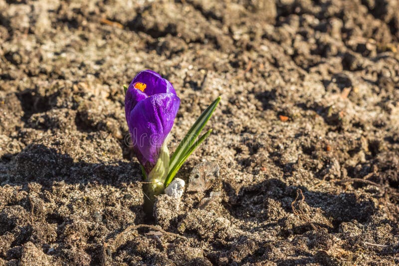 Early Crocus Flower Closeup Stock Photo - Image of purple, outdoor ...