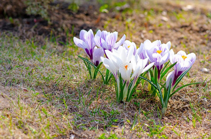 Early Crocus Flowers Bloom on a Sunny Hillside, Top View Stock Photo ...