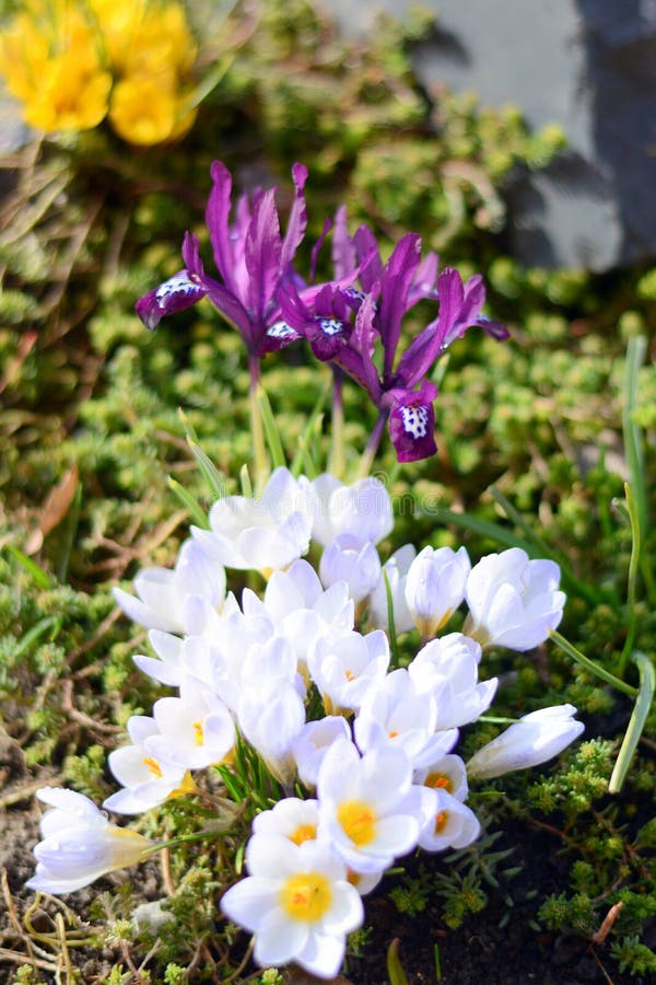 Early Crocus with Other Flowers Stock Photo - Image of woodland, green ...