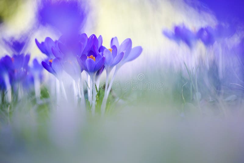 Early Crocus, Crocus Tomassinianus Stock Photo - Image of tomassinianus ...