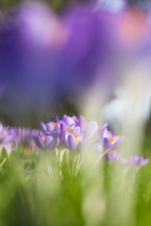 Early Crocus, Crocus Tomassinianus Stock Photo - Image of netherlands ...