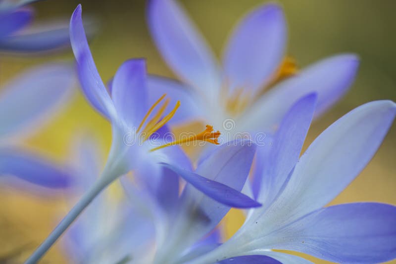 Early Crocus, Crocus Tomassinianus Stock Photo - Image of woodland ...