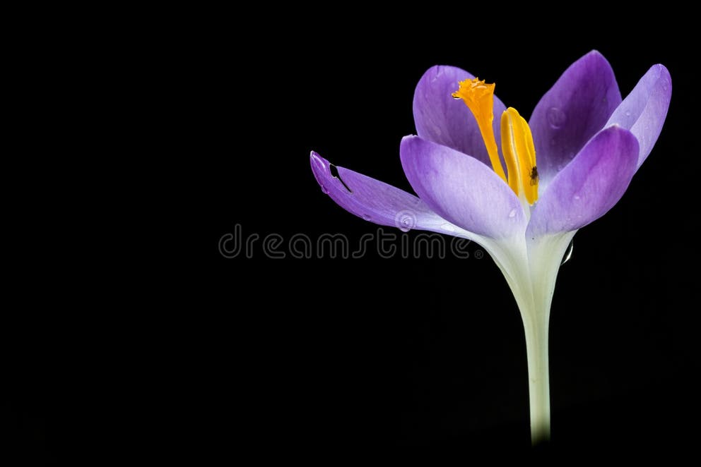 Early Crocus, Crocus Tommasinianus Stock Photo - Image of outdoors ...