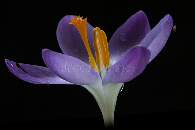 Early Crocus, Crocus Tommasinianus Stock Image - Image of flora ...