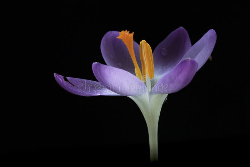 Early Crocus, Crocus Tommasinianus Stock Image - Image of bulbs, flower ...