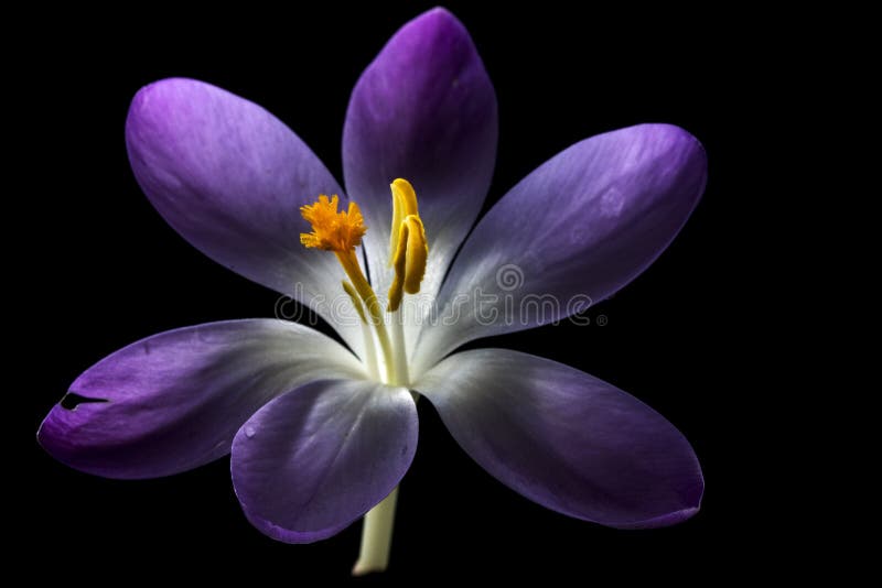 Early Crocus, Crocus Tommasinianus Stock Photo - Image of colours ...
