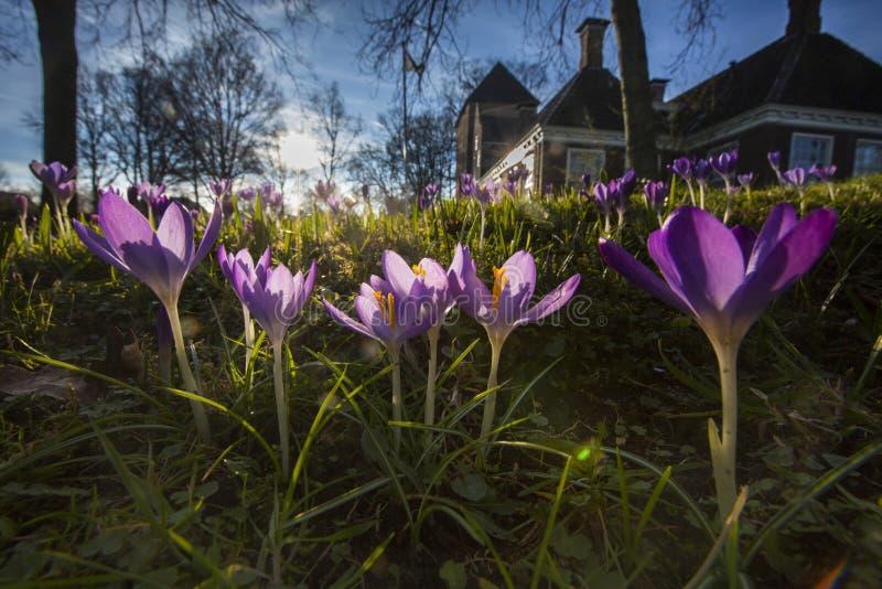 Early Crocus, Crocus Tommasinianus Stock Image - Image of green, native ...