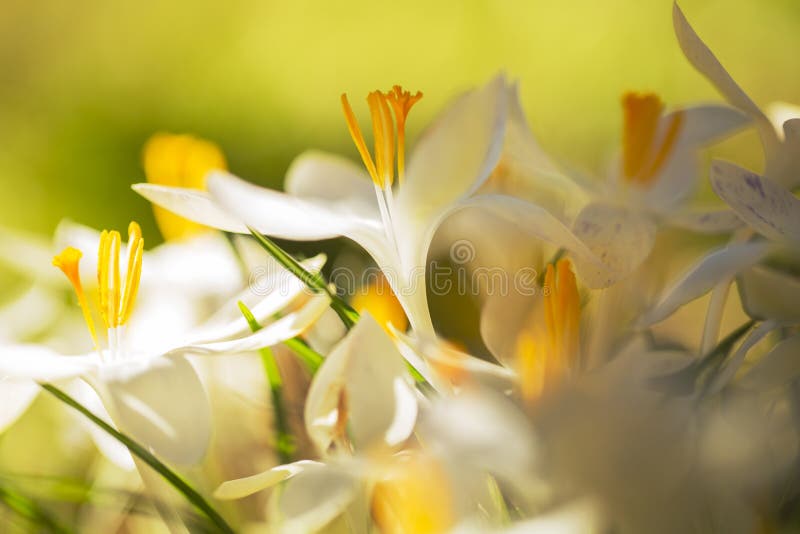Early Crocus, Crocus Tommasinianus Stock Photo - Image of europe, bulbs ...