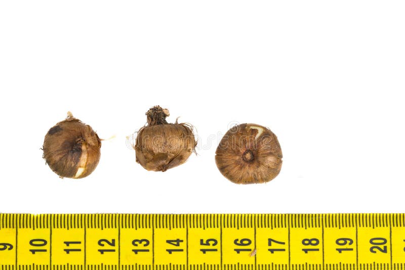 Early Crocus, Crocus Tommasinianus Stock Image - Image of closeup ...