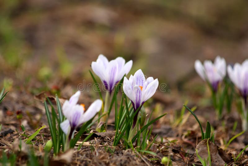 Early crocuses stock photo. Image of spring, flora, close - 12294616