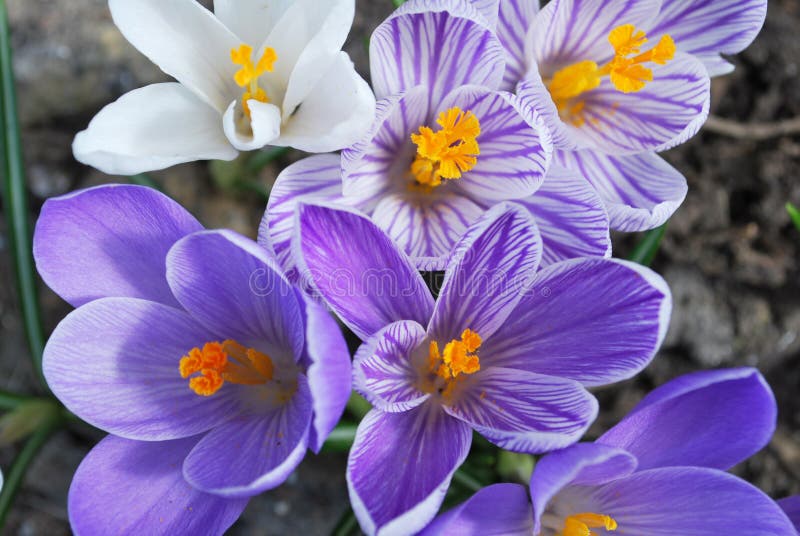 Early Crocuses are Blooming in March 2019 Stock Photo - Image of early ...