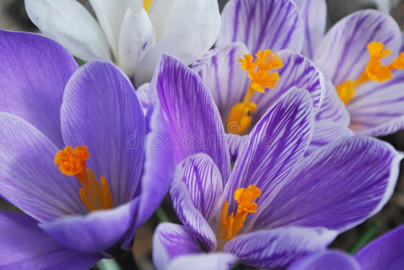Early Crocuses are Blooming in March 2019 Stock Photo - Image of early ...
