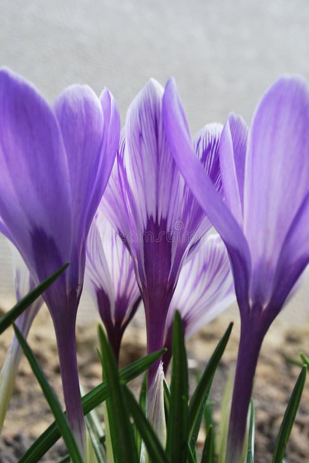 Early Crocuses after the Rain in March 2019, Estonia Stock Photo ...
