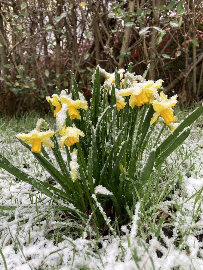 Early Daffodils Covered in Snow Stock Photo - Image of blossom, green ...