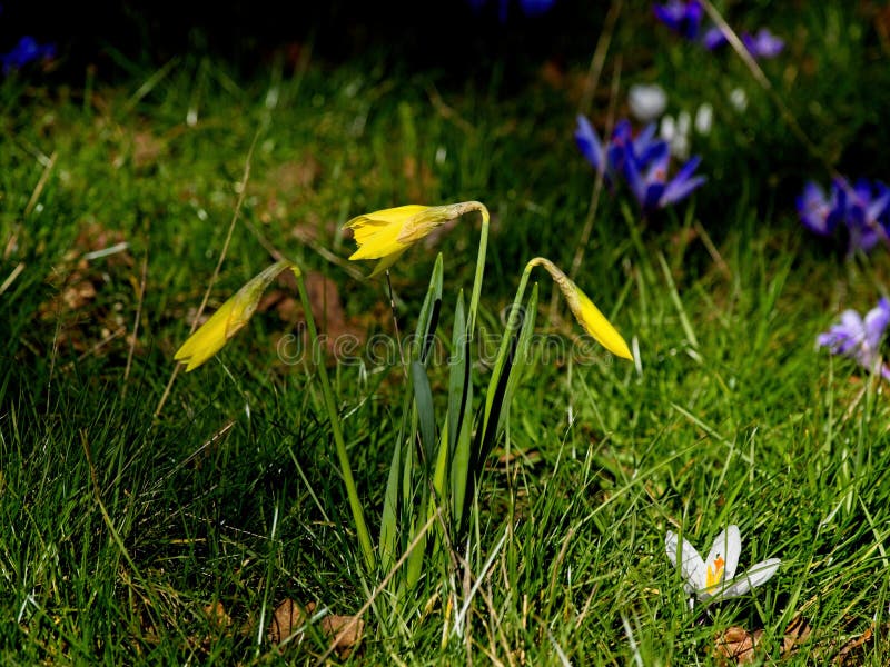 Early daffodils stock image. Image of bulb, season, easter - 204954045