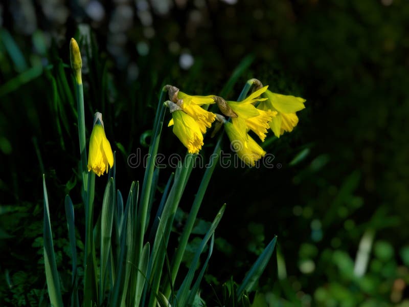 Early daffodils stock photo. Image of grow, life, bulb - 204954054