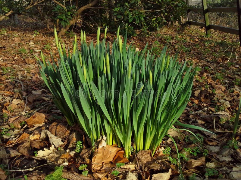 Early Daffodils in the Woods Stock Photo - Image of woodland ...