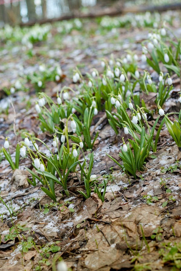 Early Delicate Snowdrop Flowers in Spring Forest Stock Photo - Image of ...