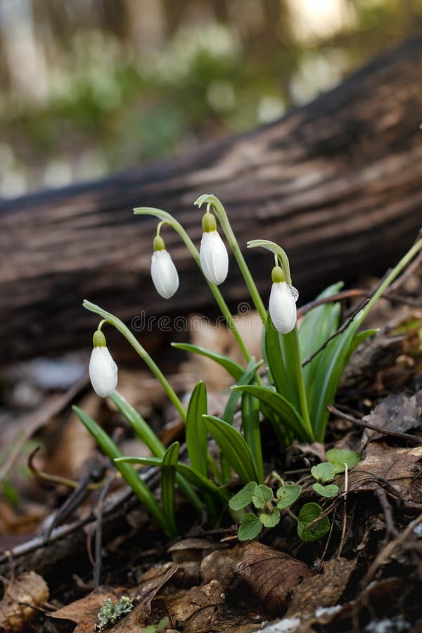 Group of Delicate Snowdrop Flowers in Spring Forest Stock Photo - Image ...