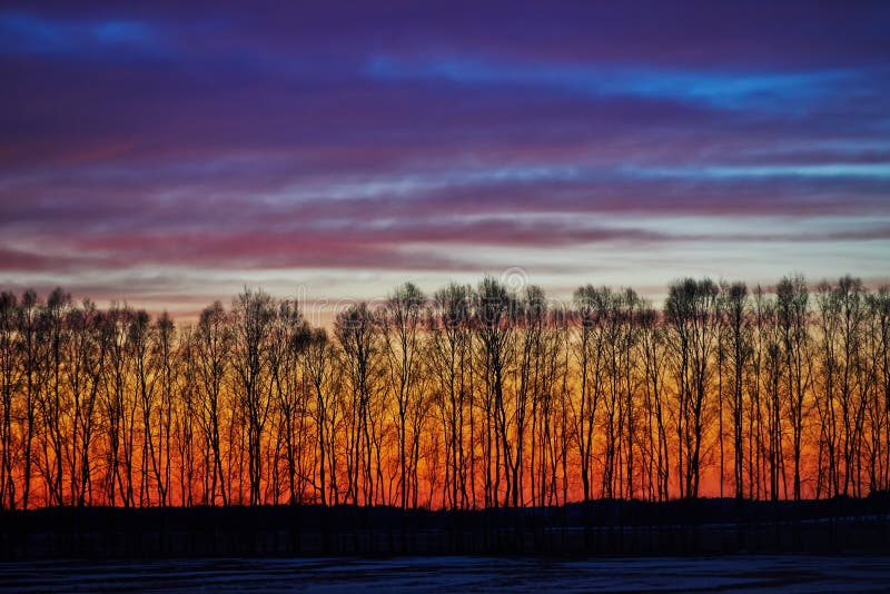 Early Dusk Sunset in Forest. Landscape Stock Image - Image of glow ...