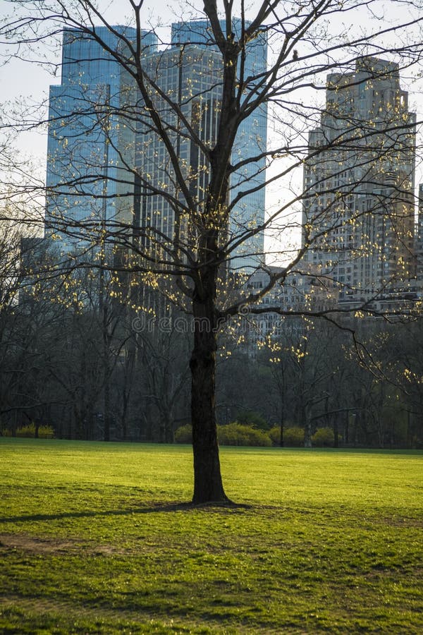 Early Evening in Central Park, New York City Stock Image - Image of ...
