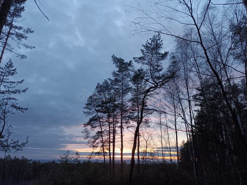 Early Evening Winter Sky in the Forest Stock Image - Image of early ...