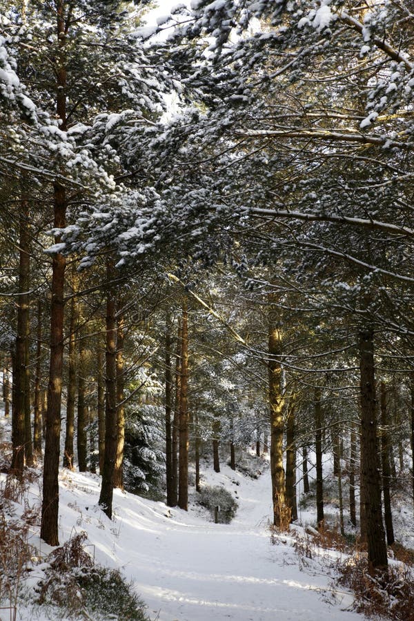 Early Evening Skyline View of Fort Lauderdale Stock Image - Image of ...
