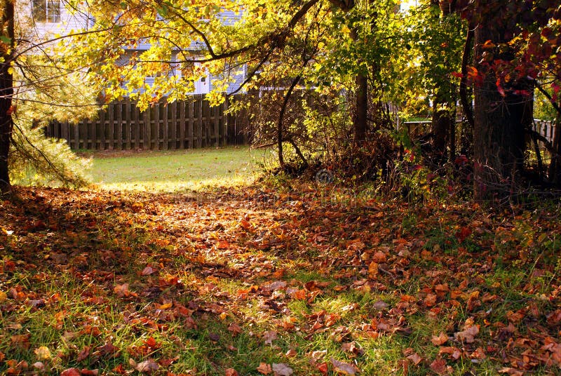 Early fall stock image. Image of nature, trees, change - 11519351