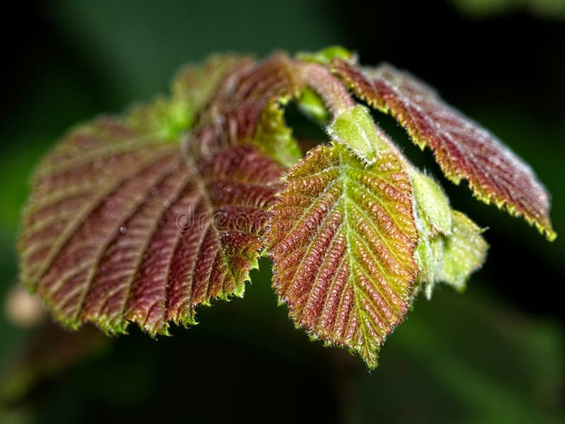 Early fall colours stock photo. Image of colour, leaf - 329486536