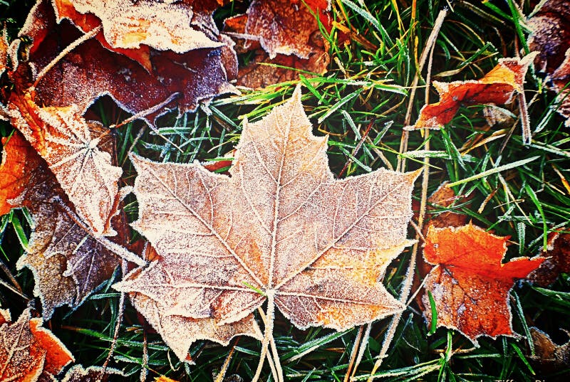 Leaves turned frozen stock photo. Image of leaves, frozen - 132112524