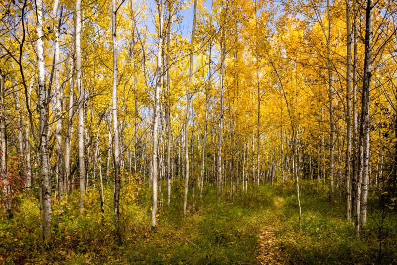 Early fall season forest stock image. Image of season - 165091173